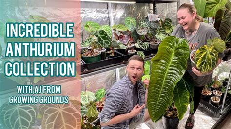 Amazing Anthurium Collection Growing Grounds YouTube