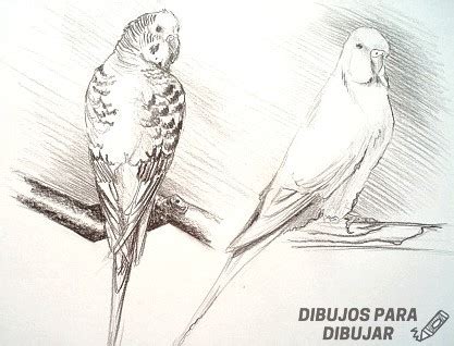 Los Mejores Dibujos De Pericos Sencillos