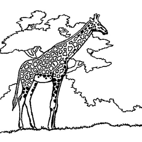 Coloriage Girafe en Ligne Gratuit à imprimer