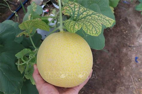 Hưng Yên Hiệu quả mô hình trồng dưa lưới trong nhà màng Ảnh thời sự