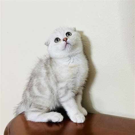 Scottish Fold Munchkin Full Grown