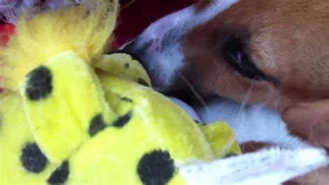 Un Chien Qui Pleure YouTube