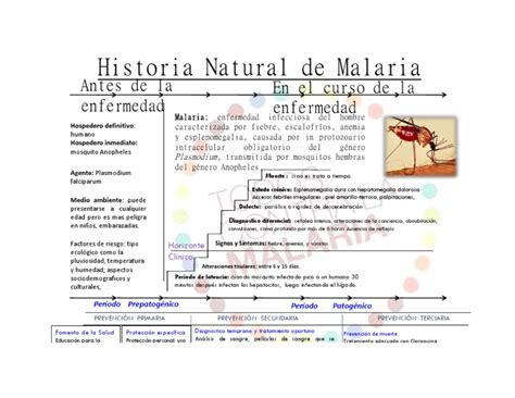Historia Natural de la Malaria Epidemiología básica Studocu