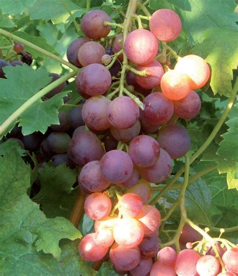 Agro Car Rasadnik voćnih i loznih sadnica Agro Car