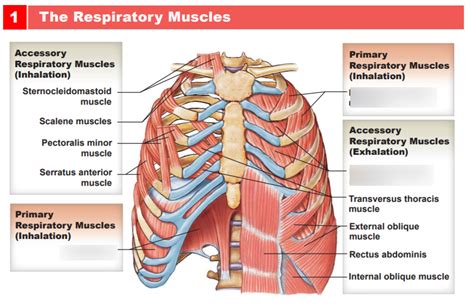 The Respiratory Muscles Diagram Quizlet