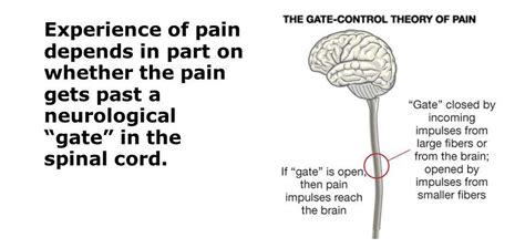 Gate Control Theory Of Pain Diagram