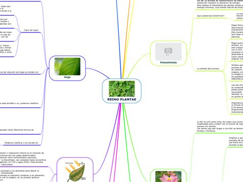 Arriba Imagen Reino Plantae Mapa Mental Abzlocal Mx