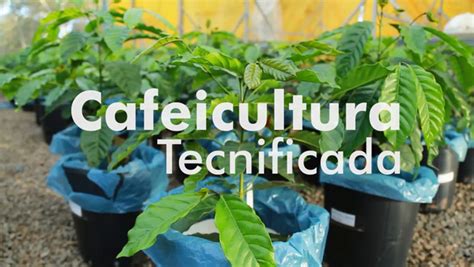 Cafeicultura Tecnificada Agronegócio Rondoniagora