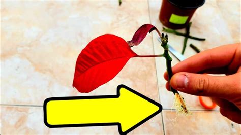 Flor de Pascua Aprende cómo hacer esquejes de manera efectiva para