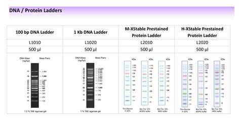100 Bp DNA Ladder UBPBio Product Code L1010 DNA Protein Ladders