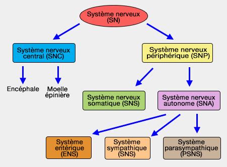 Système nerveux périphérique vue d ensemble