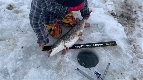 Best Way To Catch Pike In Alberta Fishing Planet Maiopayment