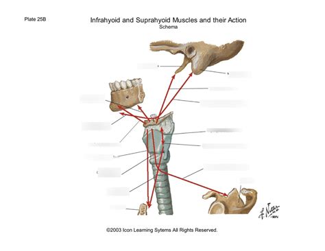 Infrahyoid And Suprahyoid Muscles Diagram Quizlet