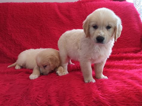 Golden retriever szczeniaki do odbioru pieski suczki Grybów OLX pl