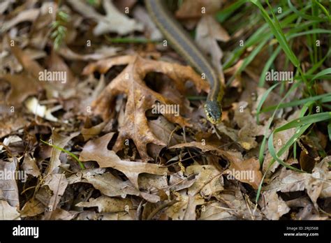 Common Garter Snake Thamnophis Sirtalis Adult On Woodland Floor Cox