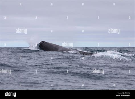 Sperm Whale Great Sperm Whale Spermacet Whale Cachalot Physeter