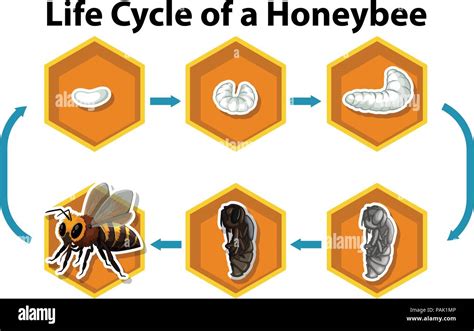 Ciclo De Vida De Las Abejas
