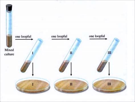 Microbiology Lab Practical Arkansas Flashcards Quizlet