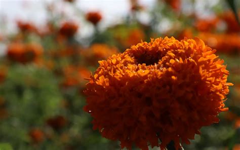 Conoce el origen y simbolismo del cempasúchil la flor que nació para