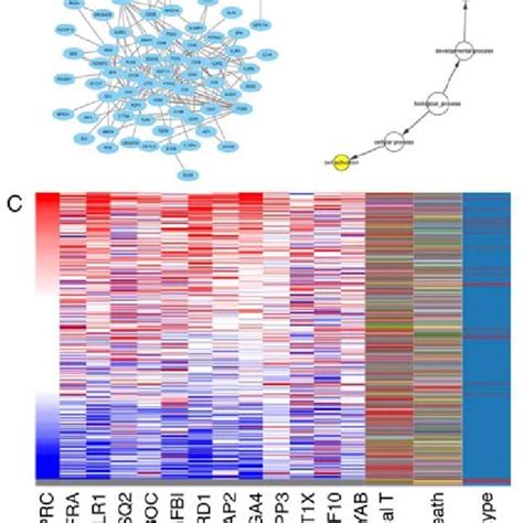 Interaction Network And Biological Process Analysis Of Hub Genes A
