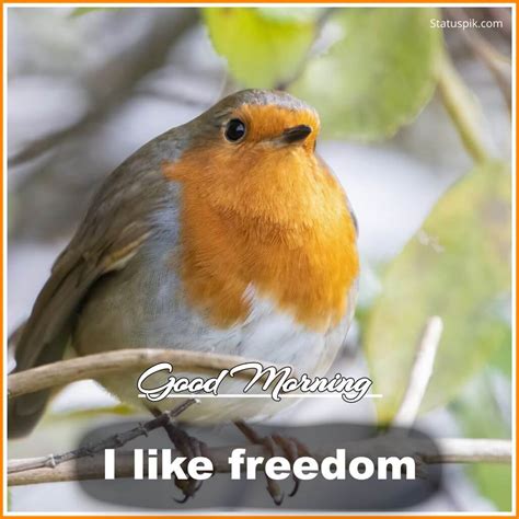 150 Good Morning Birds Images Morning With Beautiful Birds Morning Pic