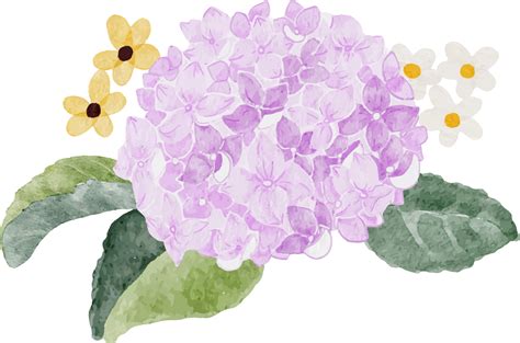 Akvarell Vit Kamelia Och Lila Hortensia Blombukett 9594102 PNG