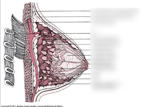 Breast Anatomy Diagram Quizlet