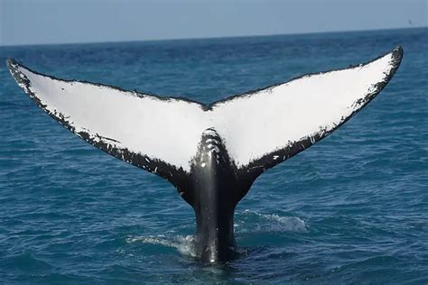Ficha T Cnica Da Baleia Peso Altura Tamanho E Imagens Mundo Ecologia