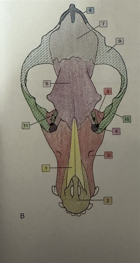Dorsal Canine Skull Diagram Quizlet