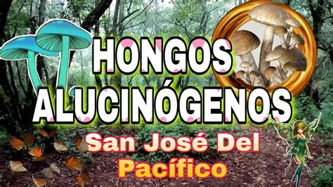 Hongos alucinógenos tipos efectos y beneficios