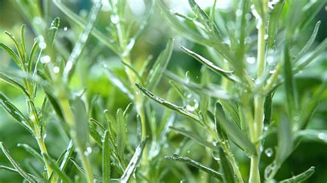 The 10 Best Perennial Herbs For Your Garden