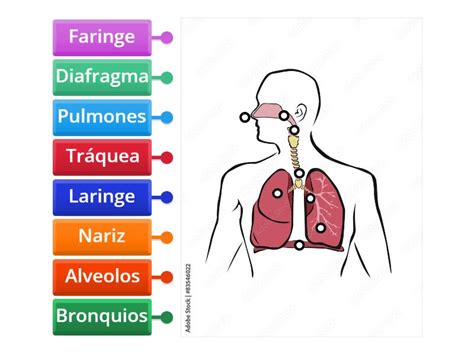 Sistema Respiratorio Diagrama Con Etiquetas