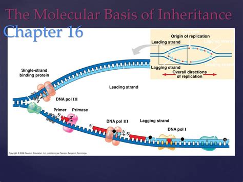 Single Strand Binding Protein Overall Directions Of Replication Ppt