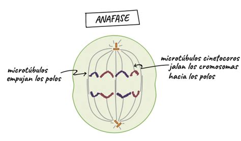 Qué es la Mitosis Cursos Online Web