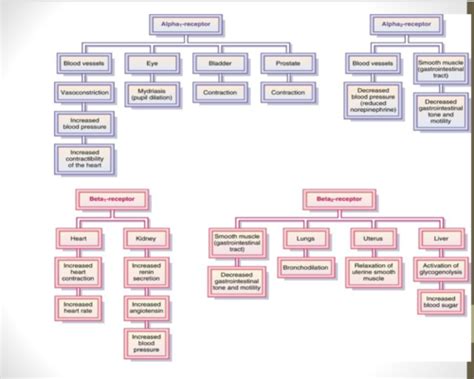 Pharm Urinary Flashcards Quizlet