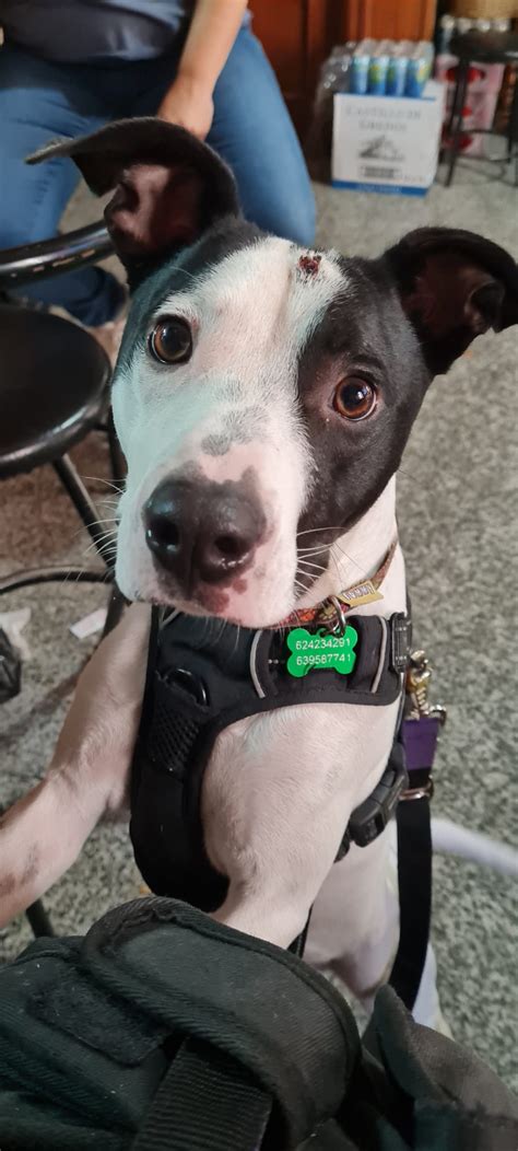 Mi Mejor Amigo De Cuatro Patas