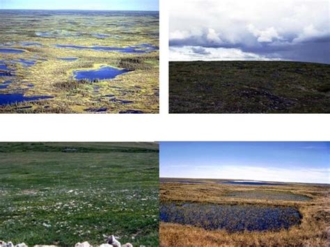 Biome Picture Flashcards Flashcards Quizlet