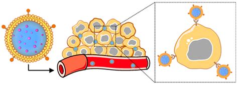 Cancers Free Full Text Cancer Cell Membrane Coated Nanoparticles