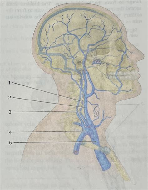 Major Veins Of The Head And Neck Diagram Quizlet