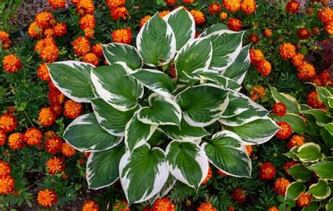 What Flowers Grow Well In Indiana Consider These Great Options