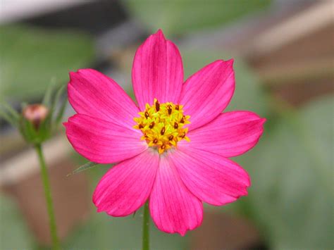 X Wallpaper Pink Petal Flower Peakpx