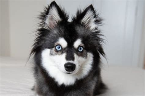 10 Razas De Perros Con Ojos Azules