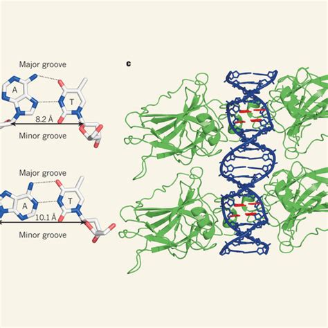 Hoogsteen And WatsonCrick Base Pairing Base Pairs In Nucleic Acids