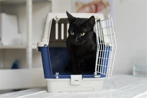 10 consejos prácticos para llevar a tu gato al veterinario sin estrés