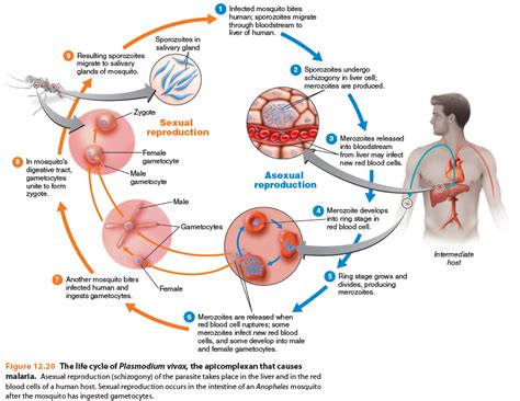 Life Cycle Of Plasmodium Vivax The Apicomplex That Causes Malaria