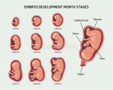 Embryo In The Womb Set Development And Growth Of The Fetus At