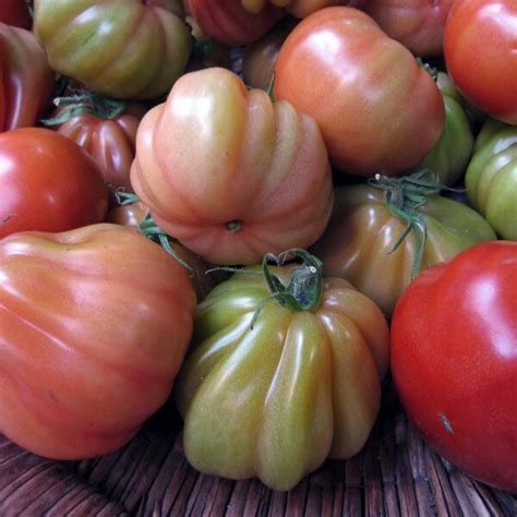 Italian Oxheart Tomato Cuore Di Bue Solanum Lycopersicum Seeds
