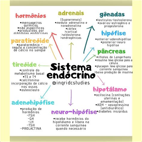 Mapas Mentais Sobre SISTEMA ENDOCRINO Study Maps