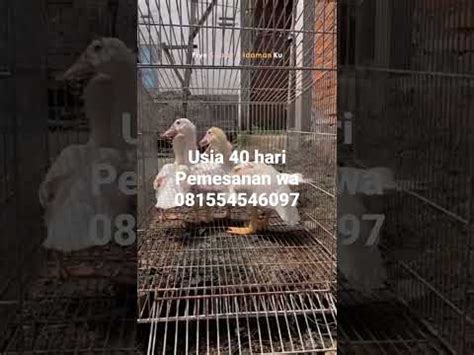 Entok Jumbo Blitar Youtube
