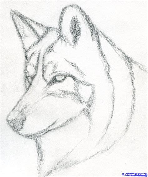 Easy Wolf Pencil Drawing